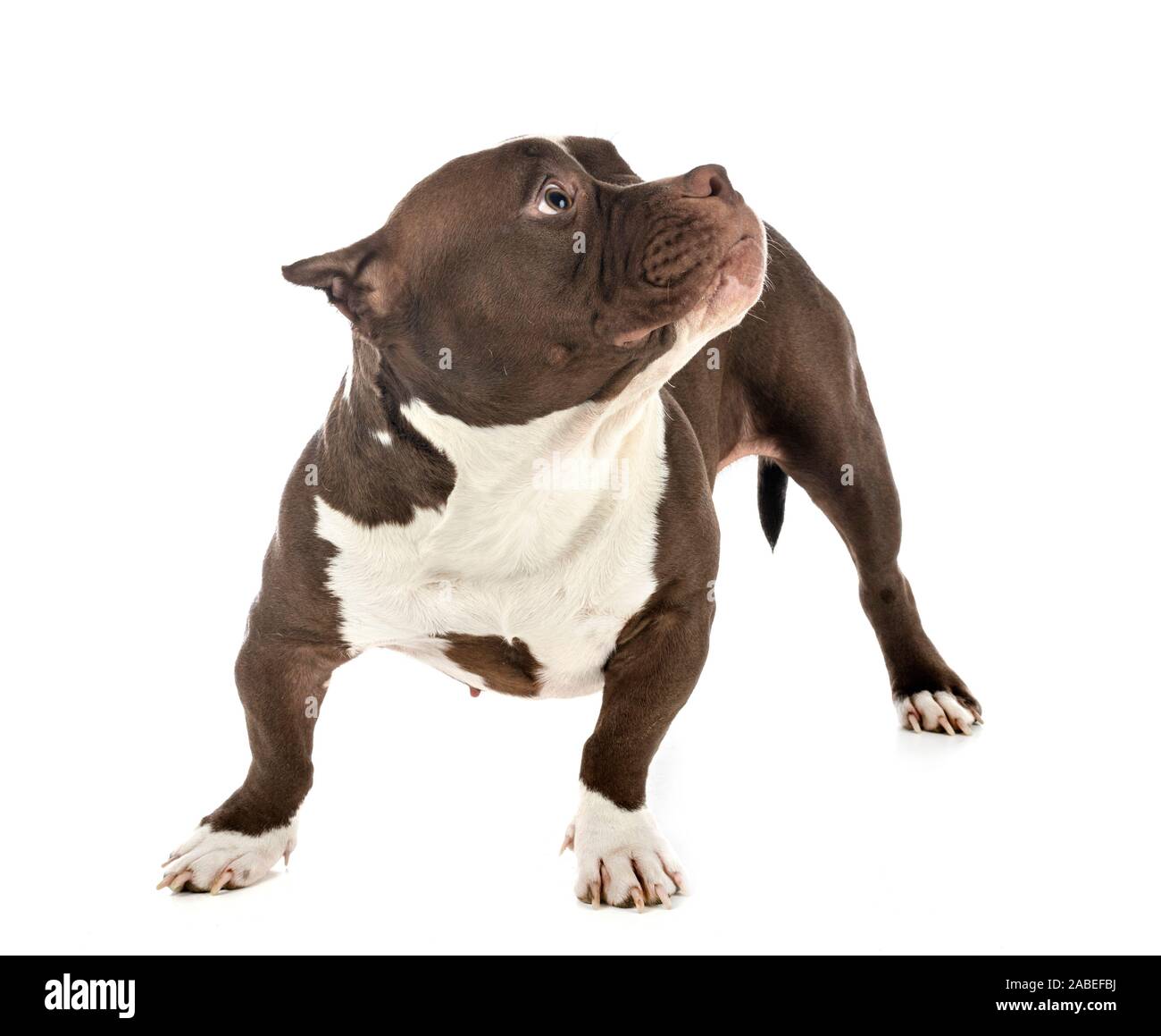 american bully in front of white background Stock Photo - Alamy
