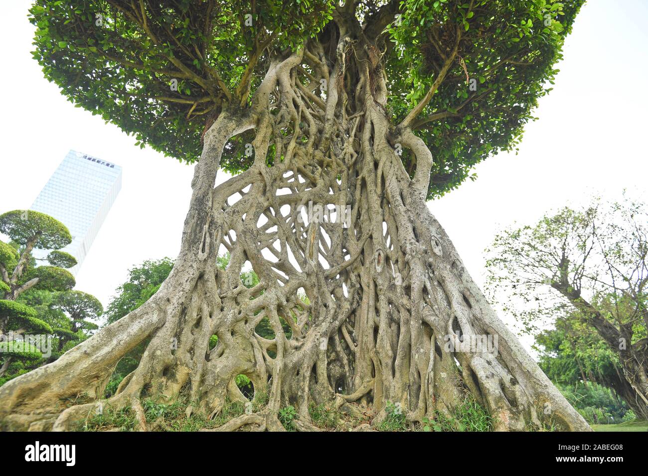 A tree, whose small branches of truck twine with each other, looks like ...
