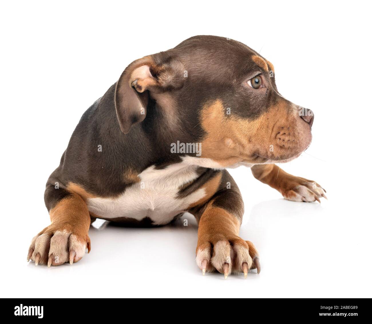 american bully in front of white background Stock Photo - Alamy