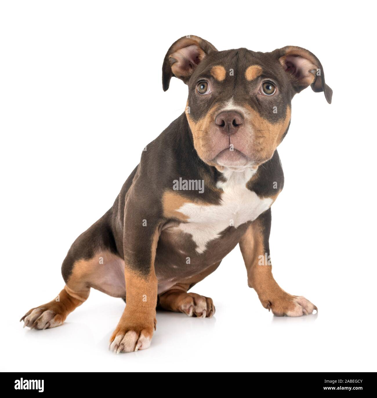 american bully in front of white background Stock Photo - Alamy