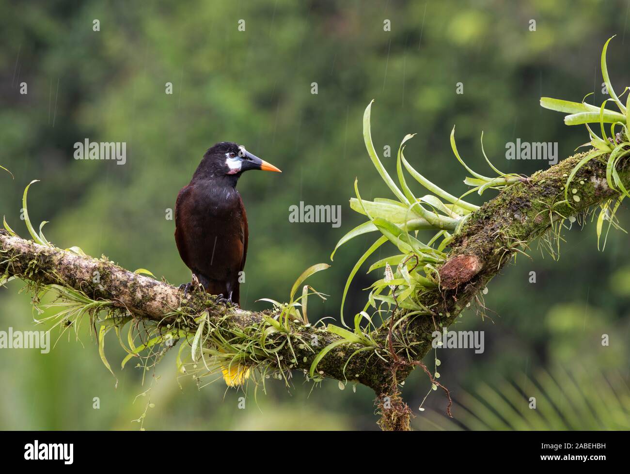 Oropendola bird hi-res stock photography and images - Alamy