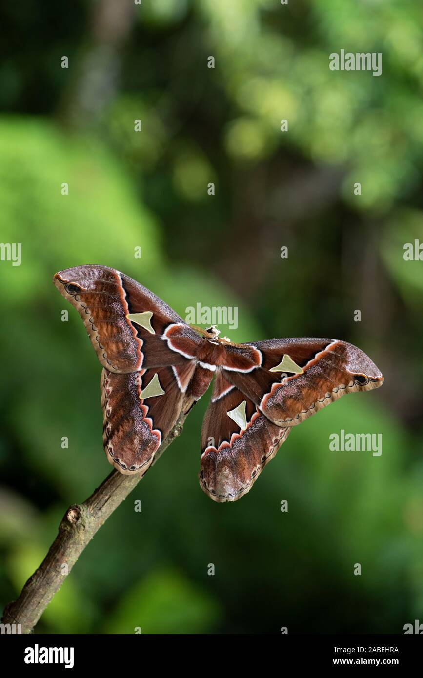 Rothschildia moth hi-res stock photography and images - Alamy