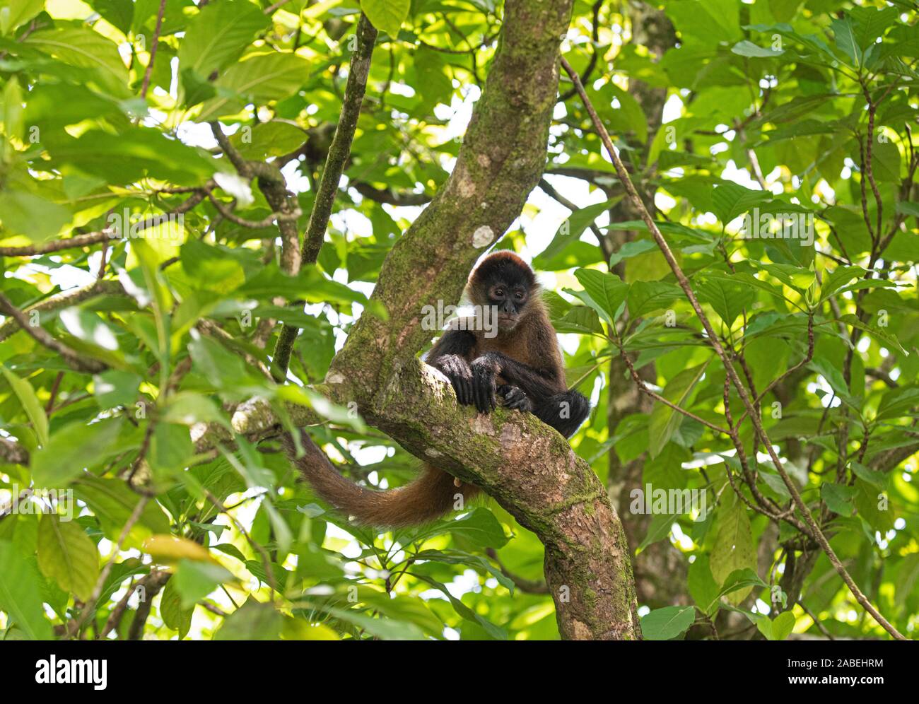 Jungle spider monkey hi-res stock photography and images - Alamy