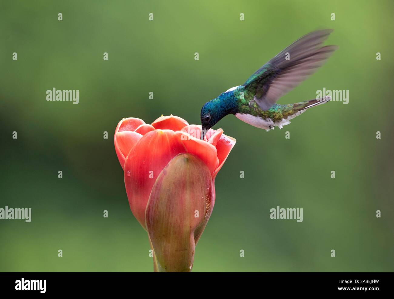 Jacobin bird hi-res stock photography and images - Alamy
