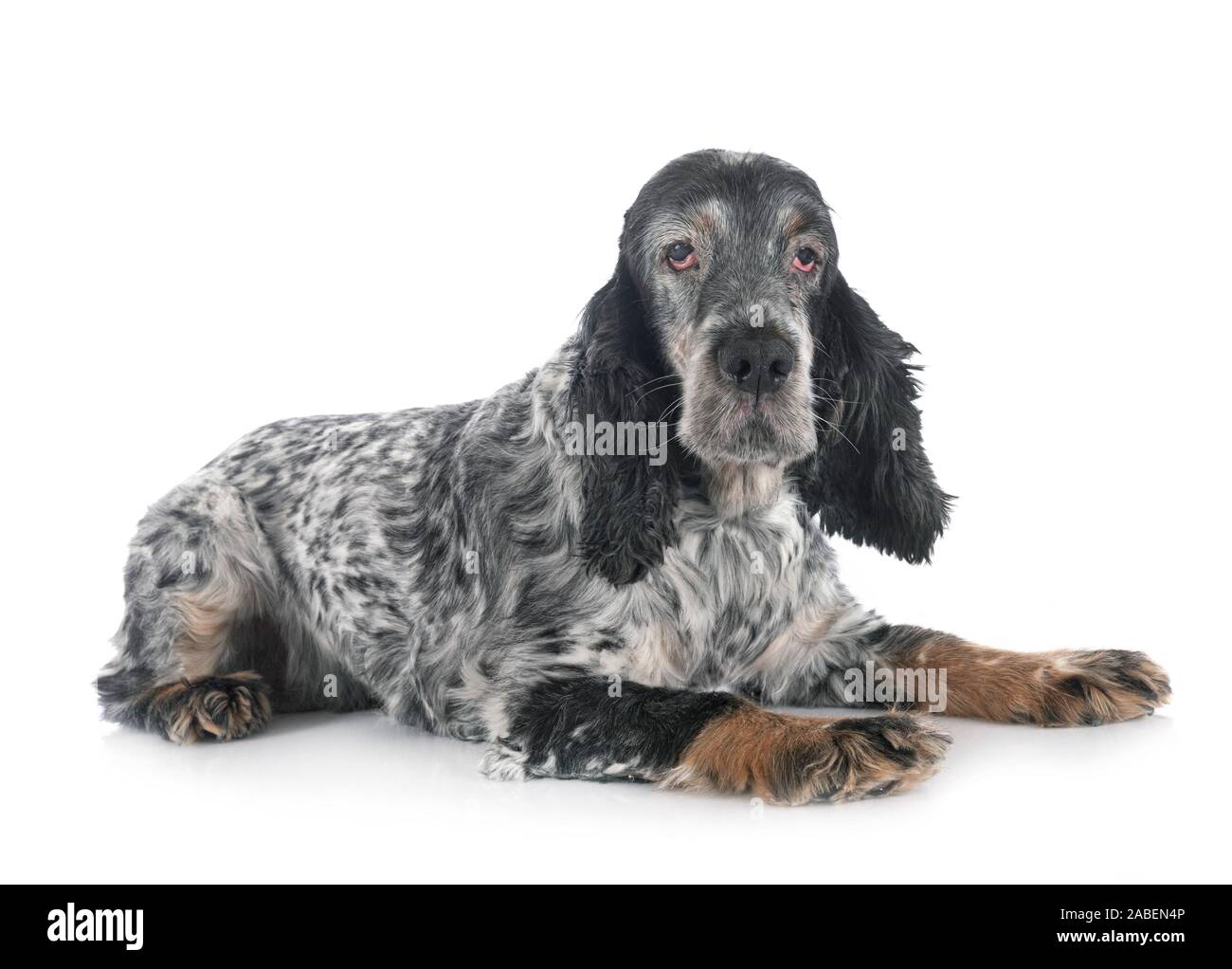 old english cocker in front of white background Stock Photo - Alamy