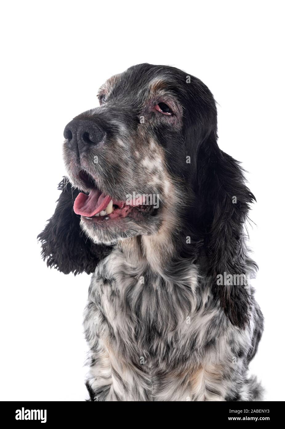 old english cocker in front of white background Stock Photo - Alamy