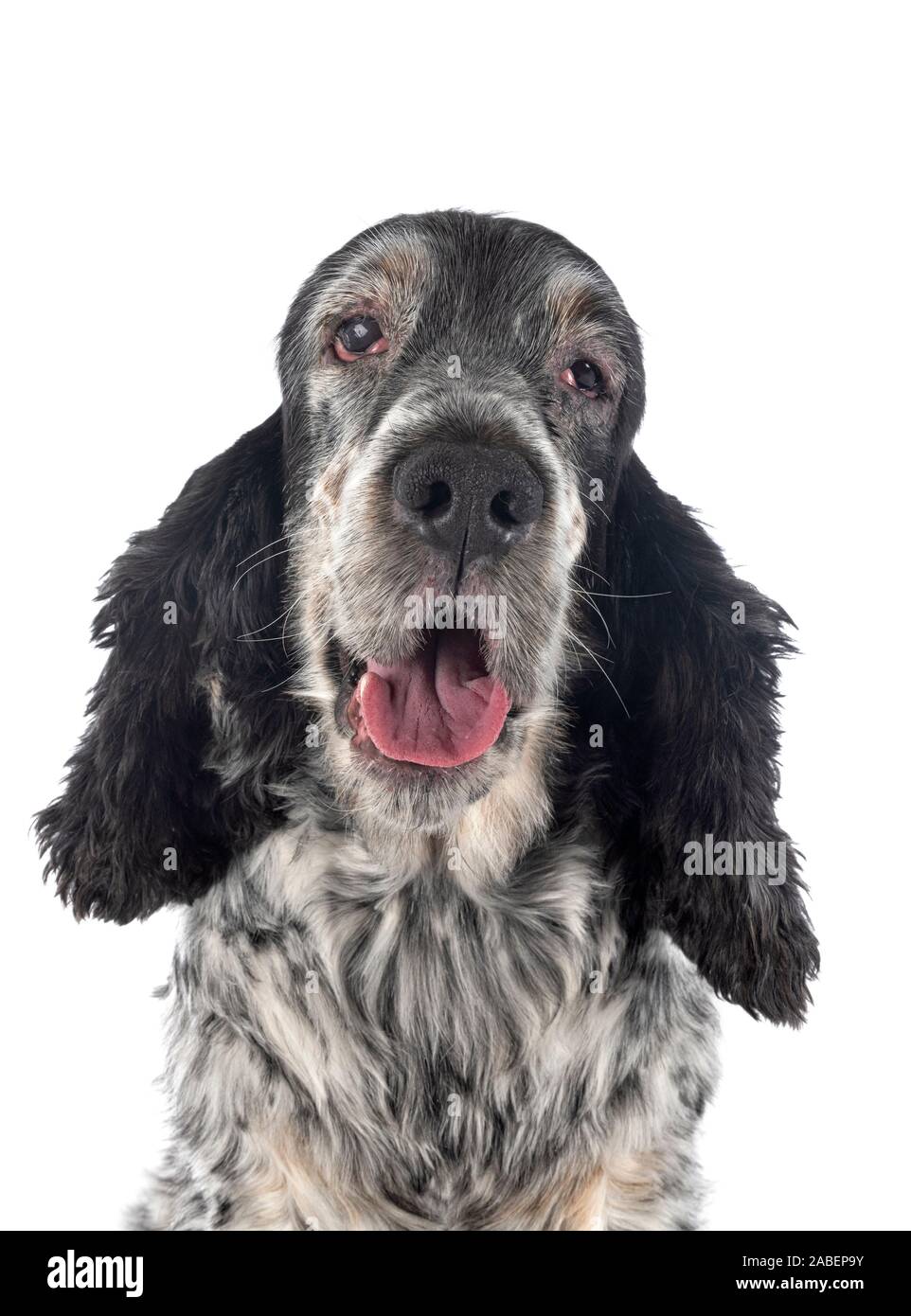 old english cocker in front of white background Stock Photo - Alamy
