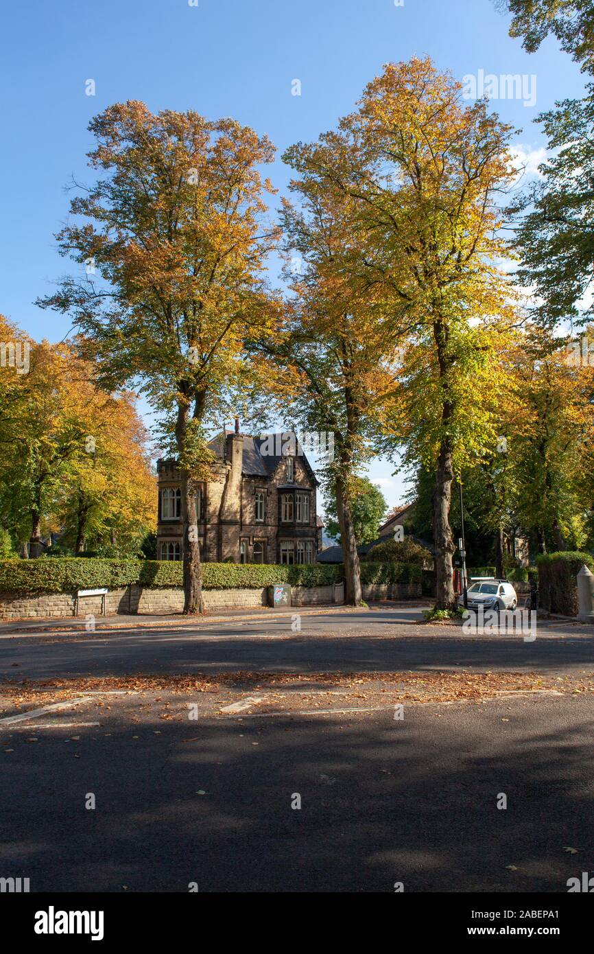 Sheffield tree hi-res stock photography and images - Alamy