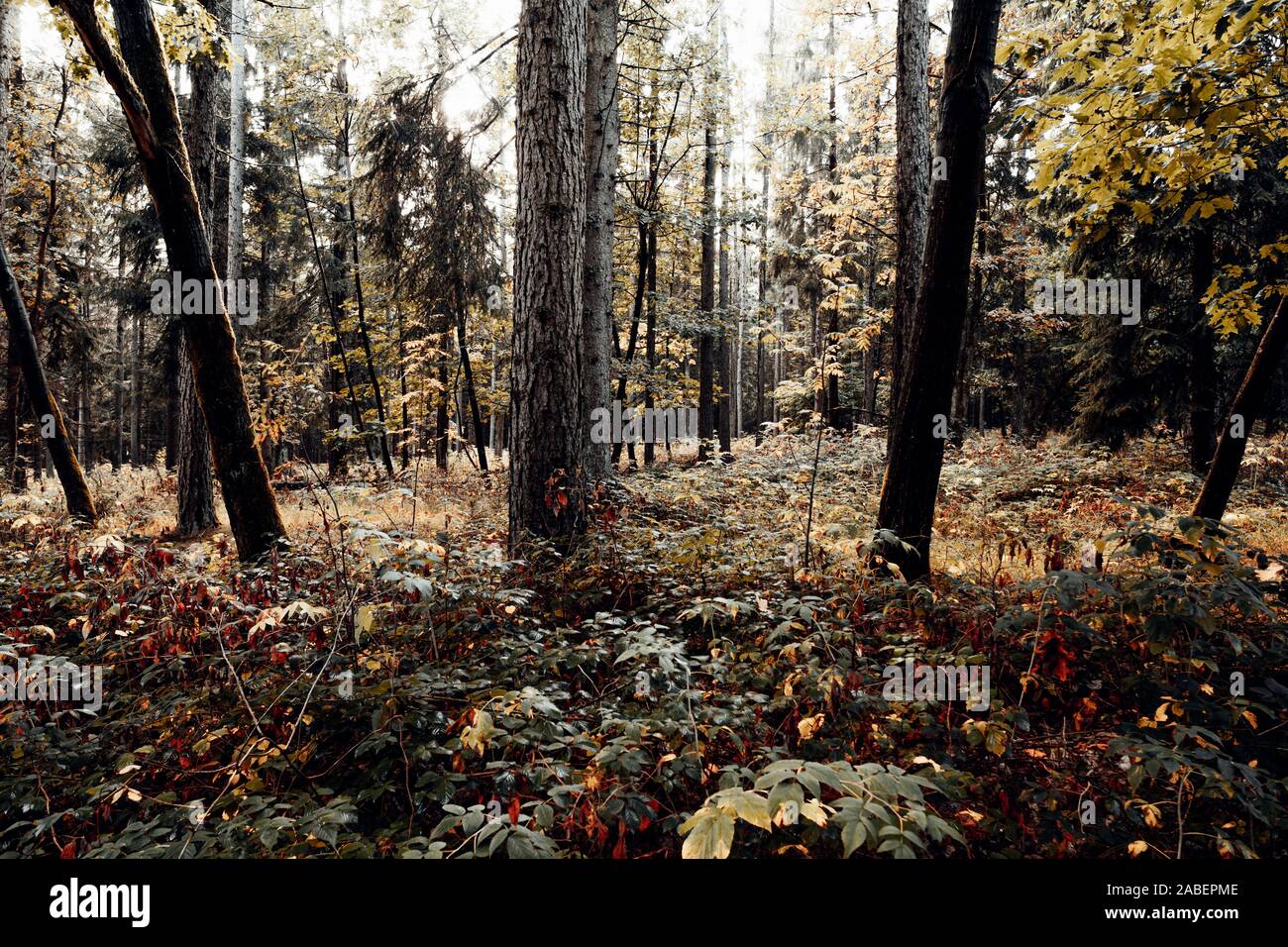 German forests hi-res stock photography and images - Alamy