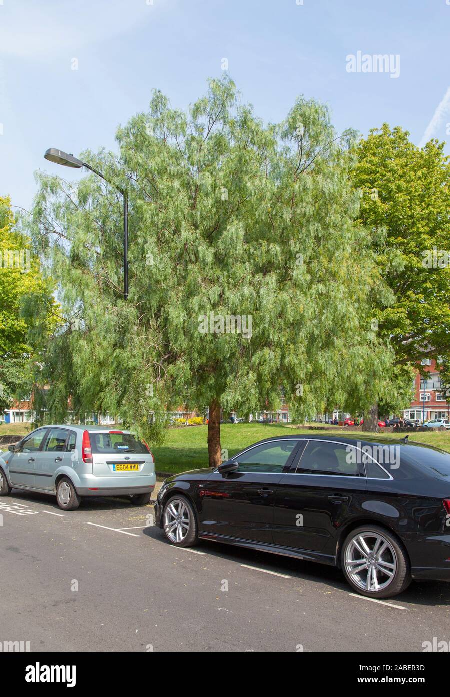 Urban Peruvian Pepper tree, Schinus molle, Kennington, London SE11 ...