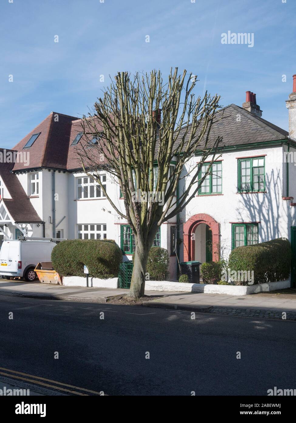 Recently pruned urban Whitebeam (Sorbus aria) tree, Crouch End, London ...