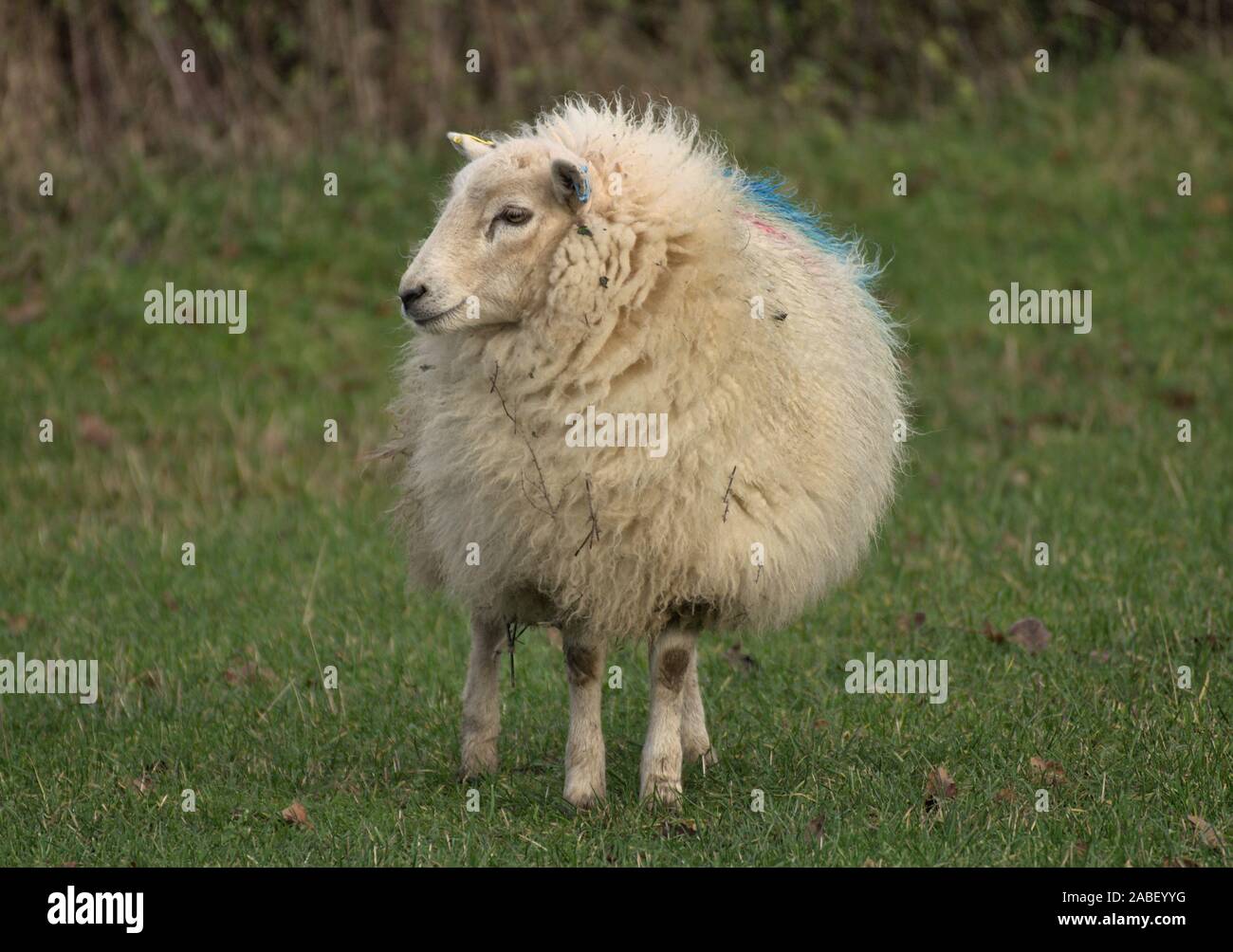 Domestic white ewe sheep looking to the left Stock Photo - Alamy