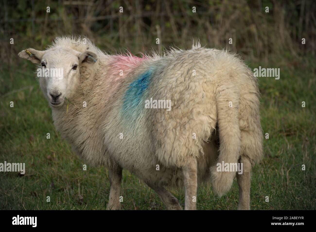 White ewe sheep looking over its shoulder in a model-like pose Stock ...
