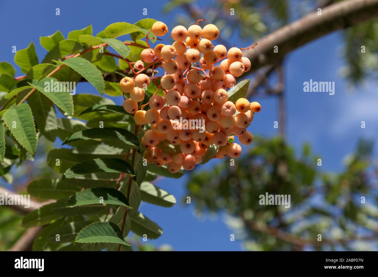 Ripe fruits of the 'Glowing Pink' cultivar ofRowan or Mountain Ash tree ...