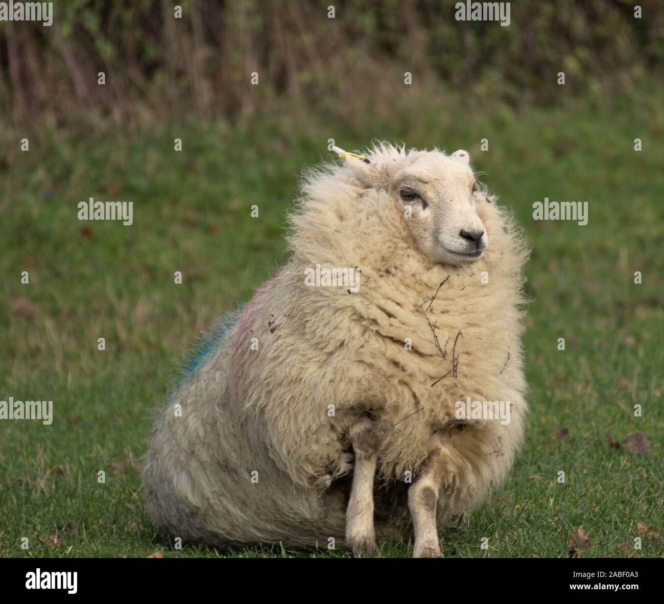 White ewe sheep getting up from the ground Stock Photo - Alamy