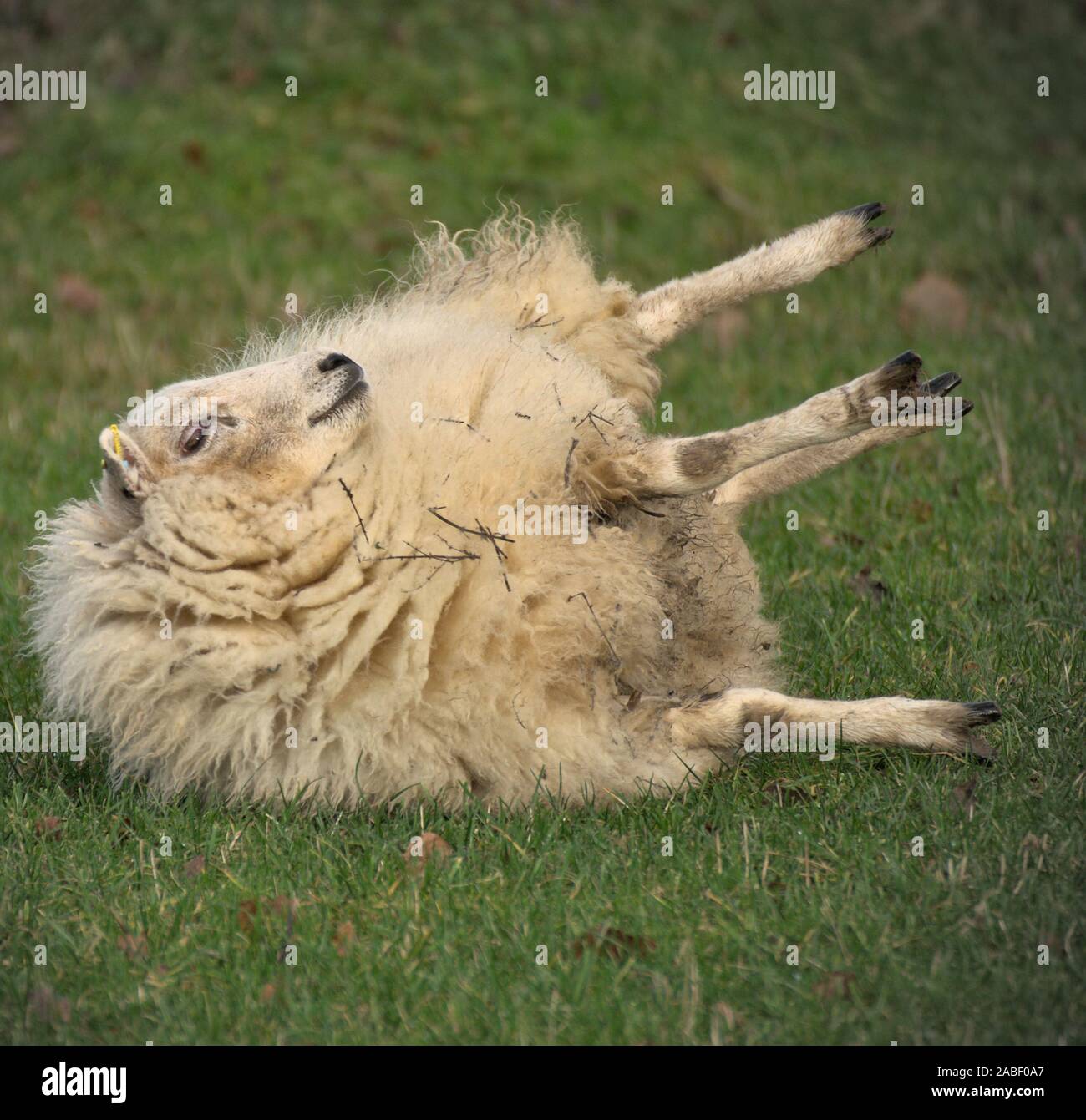 Domestic mammals environment hi-res stock photography and images - Alamy