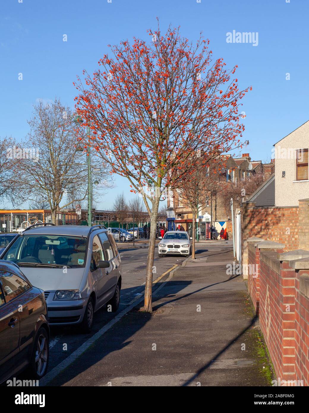 Mountain ash trees hi-res stock photography and images - Alamy