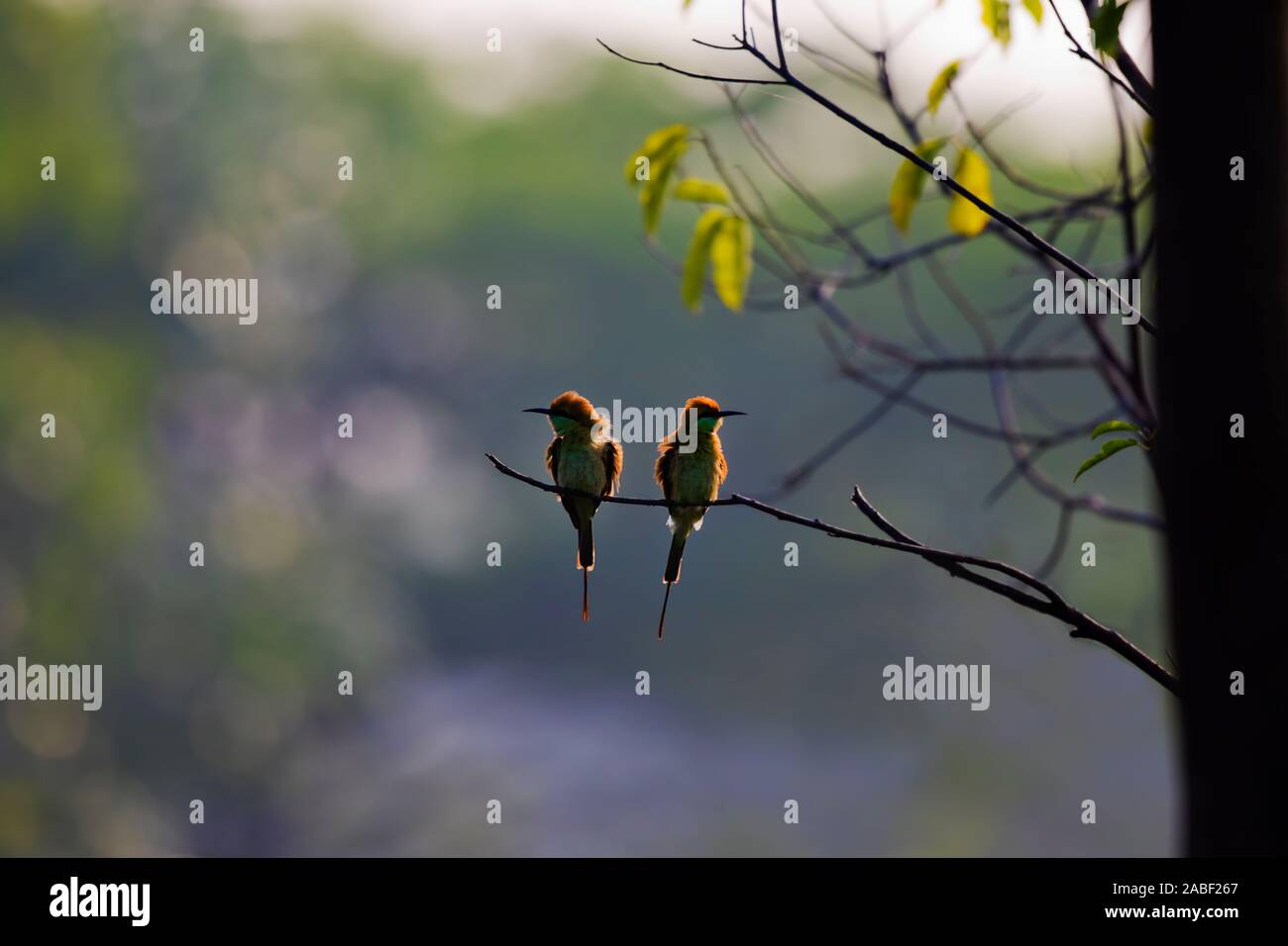 Golden Light on a Cold Morning Stock Photo - Alamy