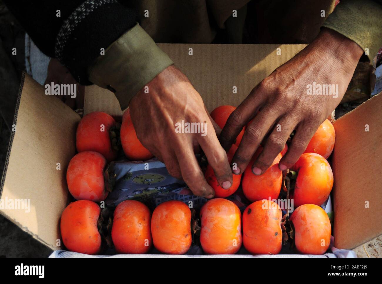 Peshawar. 26th Nov, 2019. A man packs harvested persimmons in northwest ...