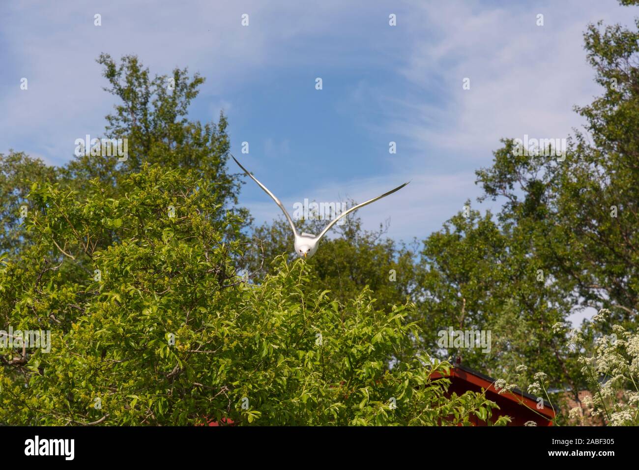 seagull in fly on the sea in Eggum in Norway Stock Photo - Alamy
