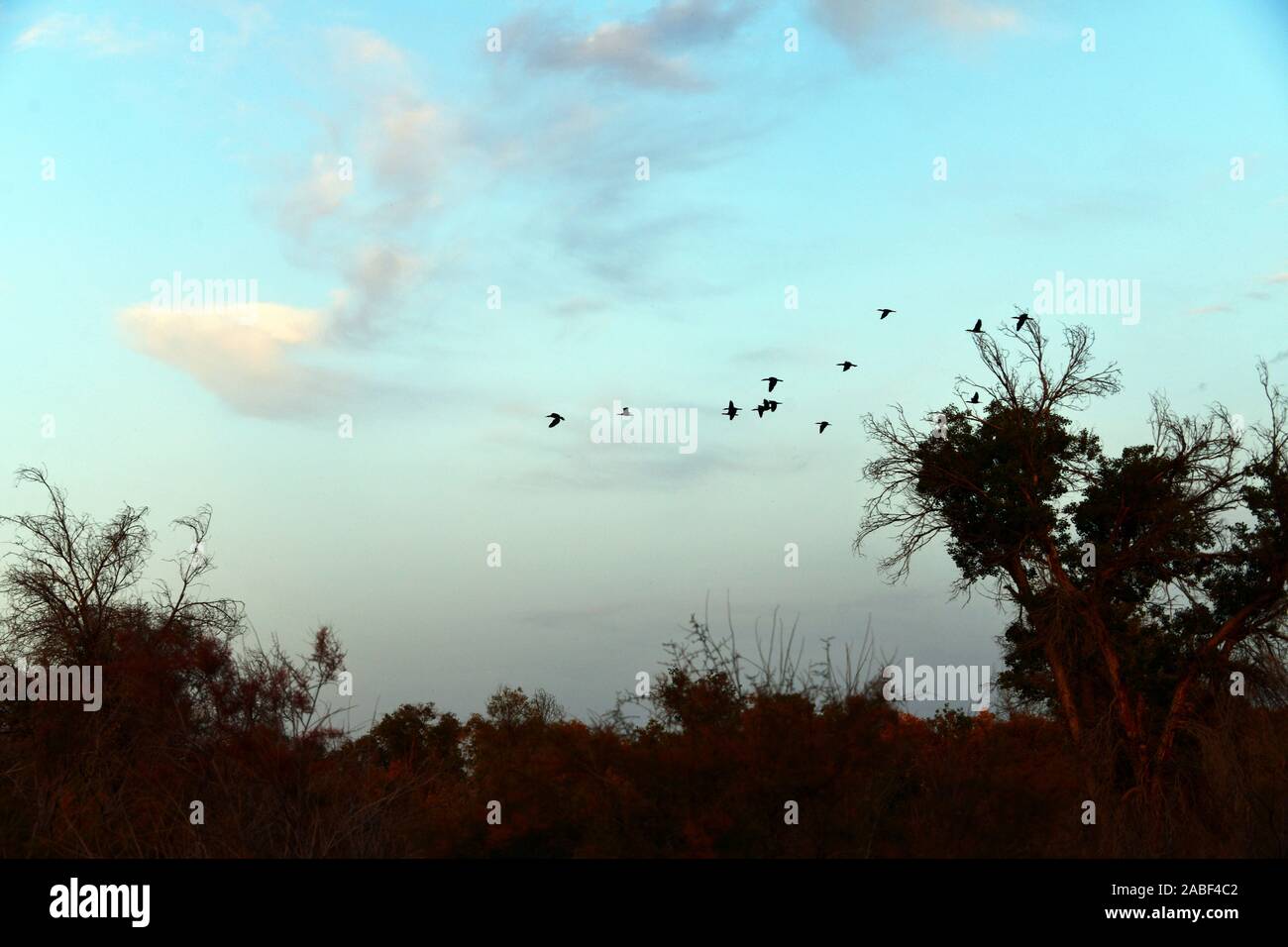 A view of birds flying over desert poplar woods in Bugur County ...