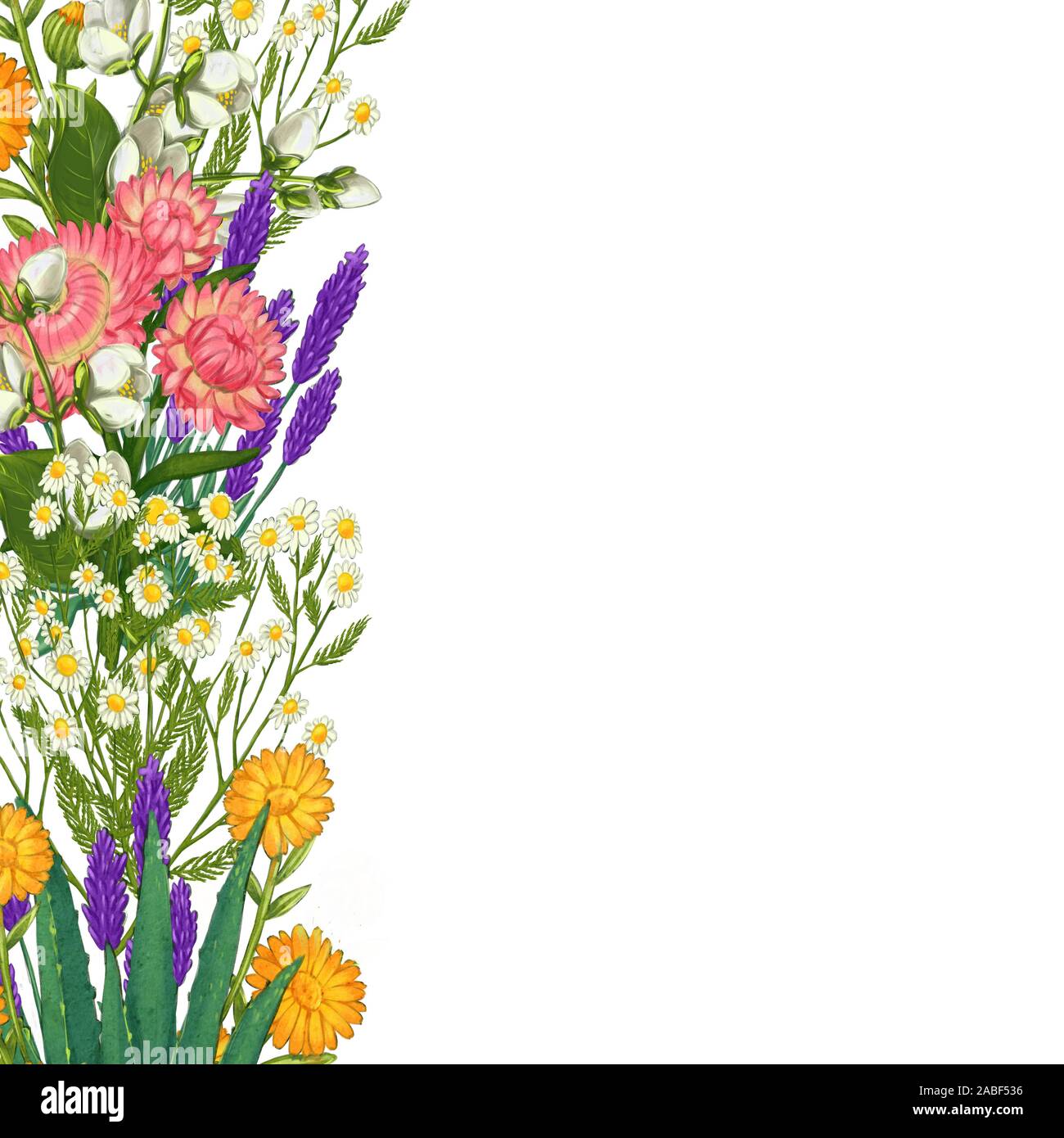 Hand drawn medicinal plant frame. Healing herbs border. isolated on ...