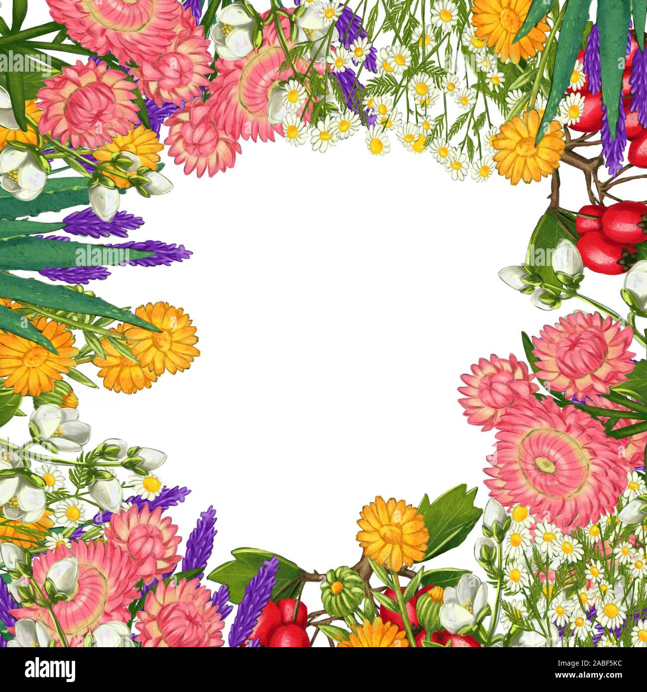 Hand drawn medicinal plant frame. Healing herbs border. isolated on ...