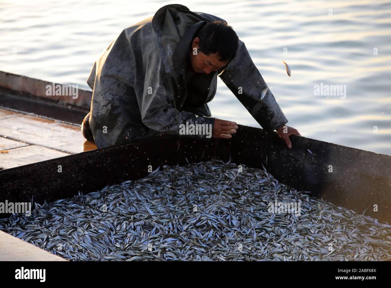 Pond smelt hi-res stock photography and images - Alamy