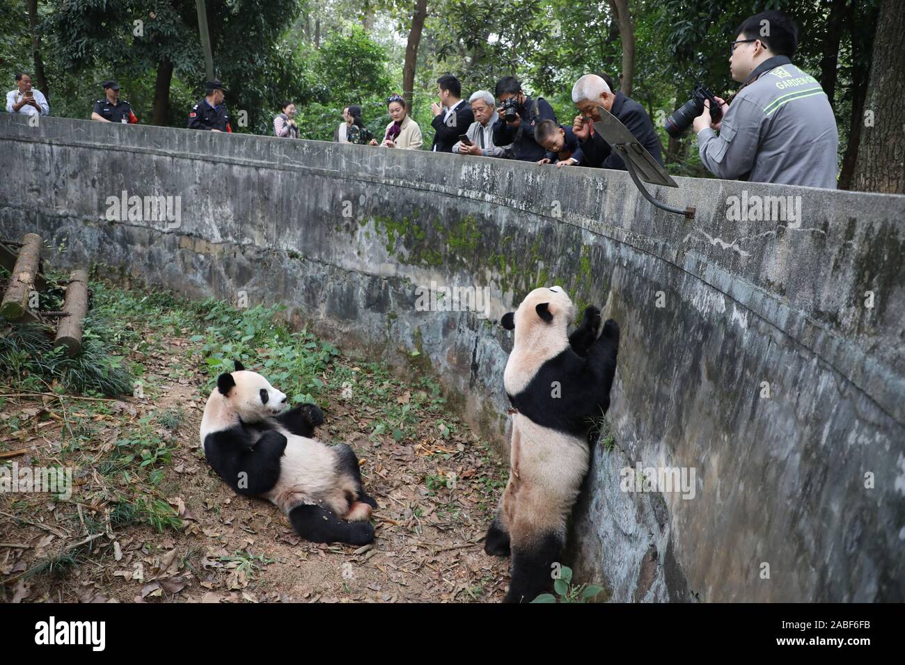 Giant panda brothers Chengjiu and Shuanghao interact with visitors at ...
