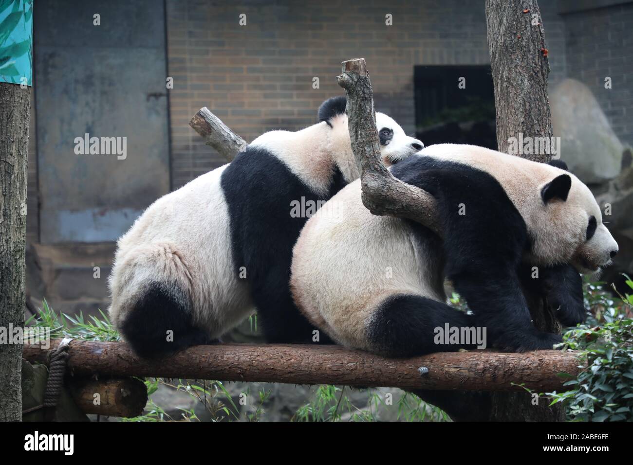 Giant panda brothers Chengjiu and Shuanghao eat bamboos and relax at ...