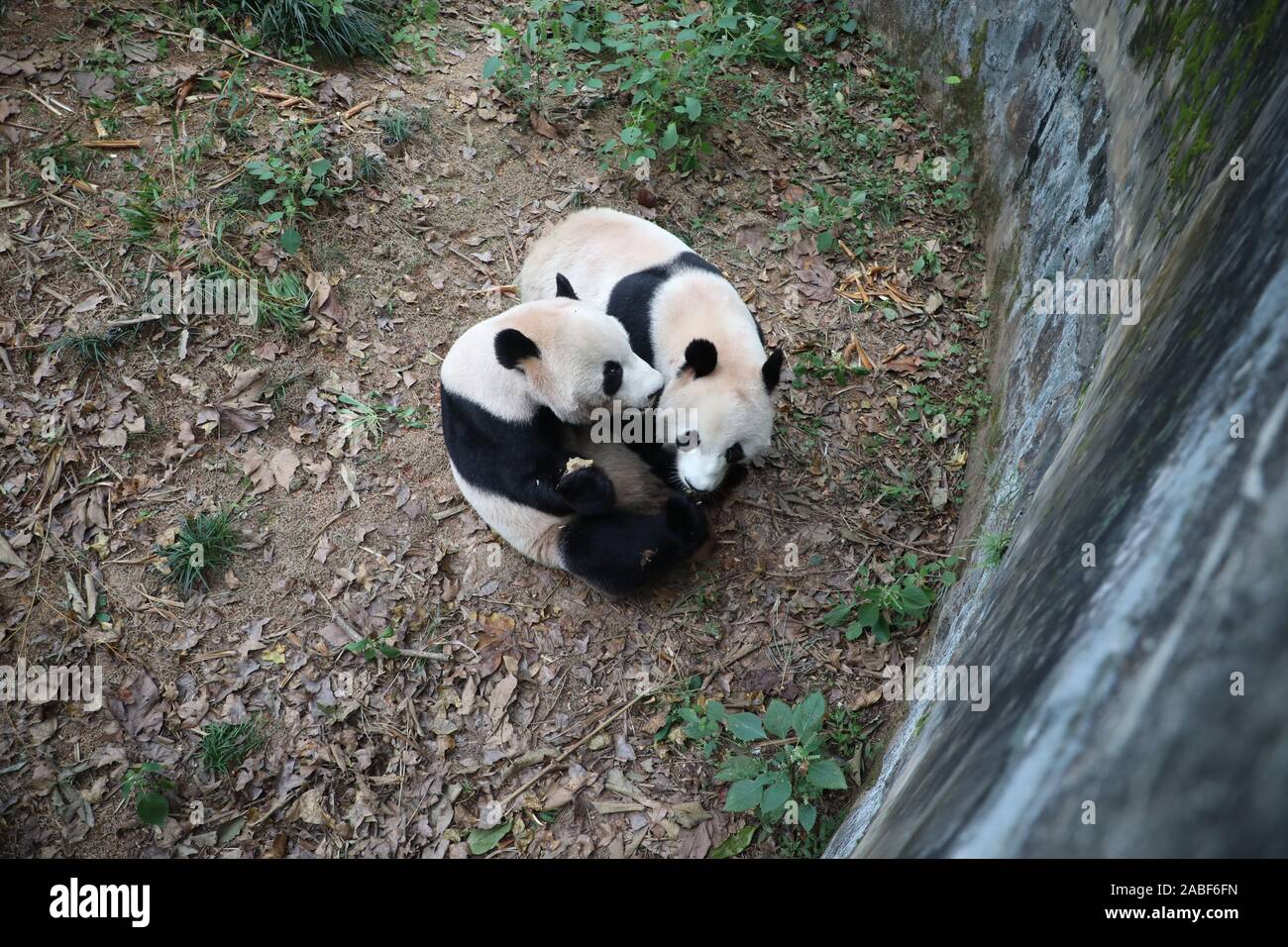 Giant panda brothers Chengjiu and Shuanghao eat bamboos and relax at ...