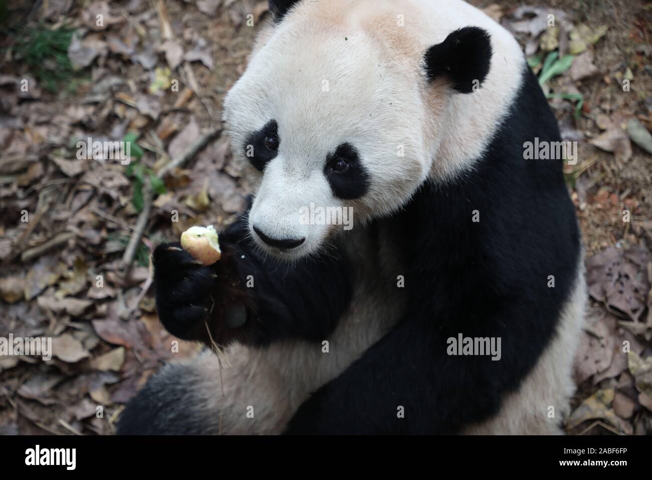 Giant panda brothers Chengjiu and Shuanghao eat bamboos and relax at ...
