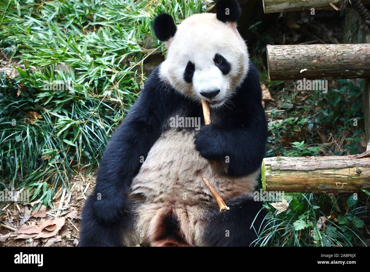 Giant panda brothers Chengjiu and Shuanghao eat bamboos and relax at ...