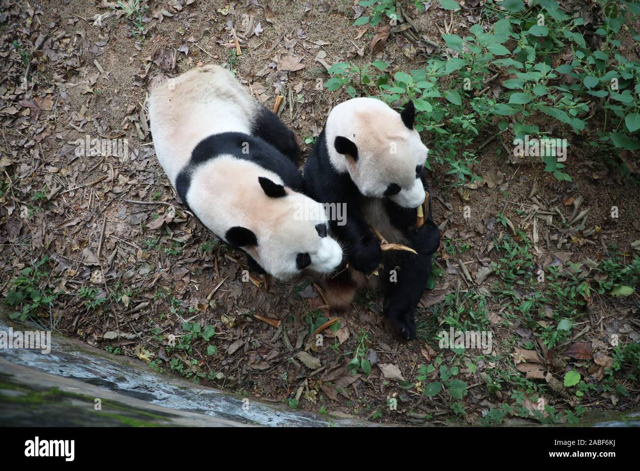Giant panda brothers Chengjiu and Shuanghao eat bamboos and relax at ...