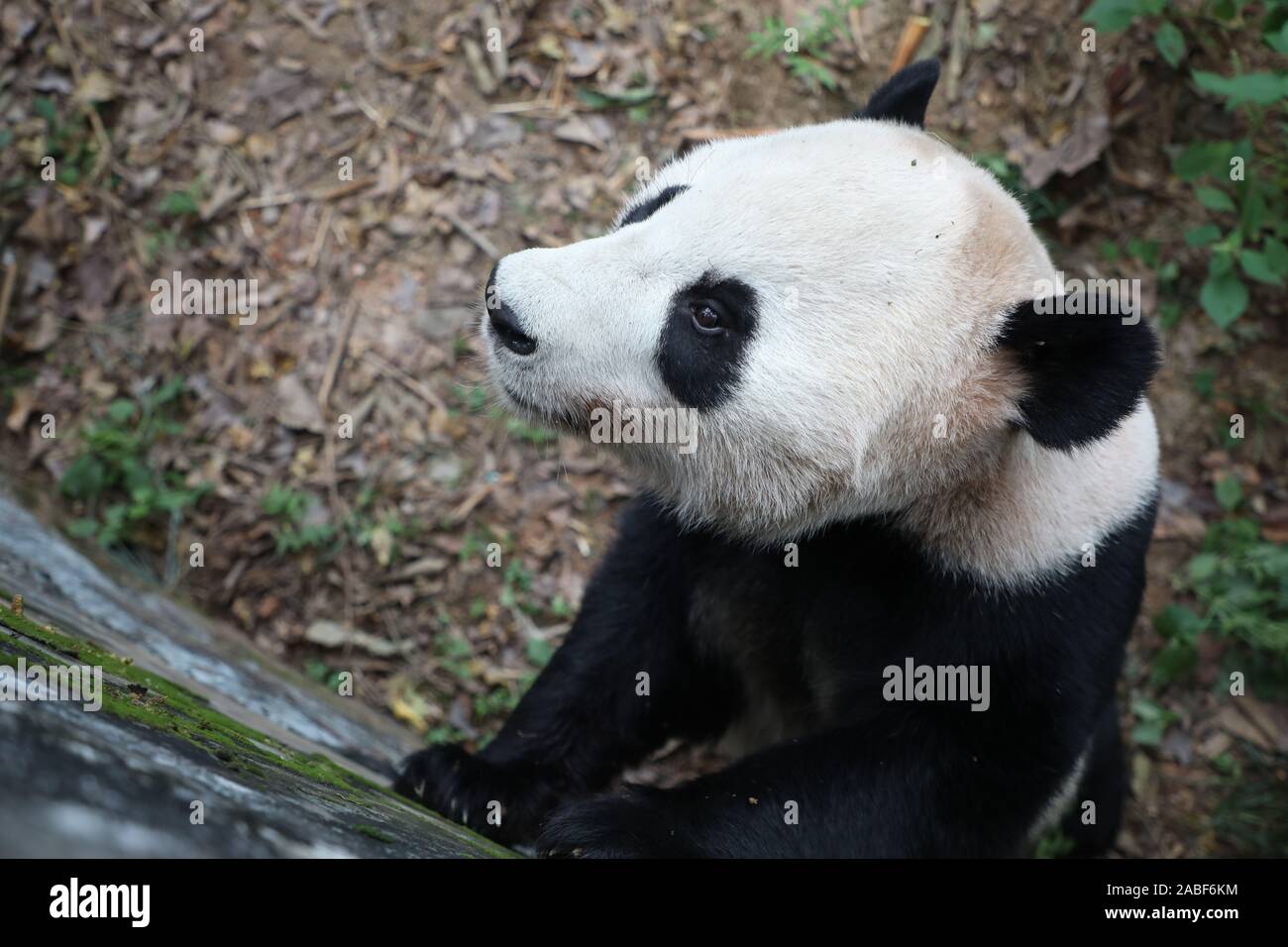 Giant panda brothers Chengjiu and Shuanghao interact with visitors at ...