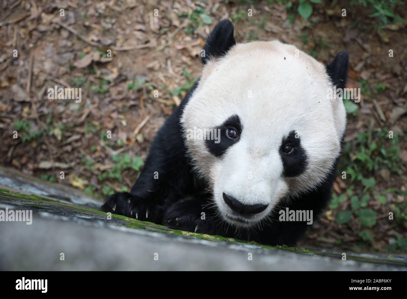 Giant panda brothers Chengjiu and Shuanghao interact with visitors at ...