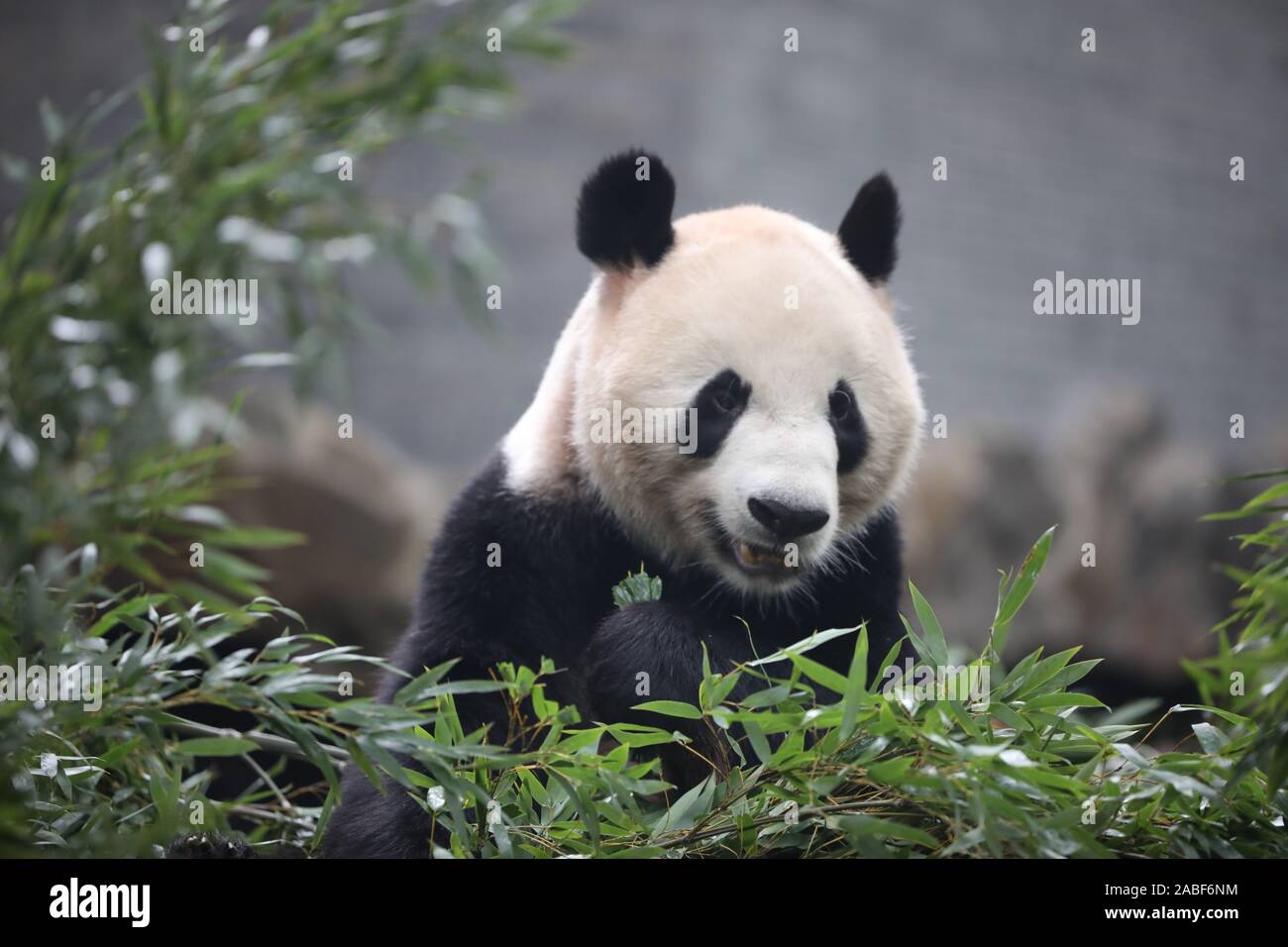 Giant panda brothers Chengjiu and Shuanghao eat bamboos and relax at ...