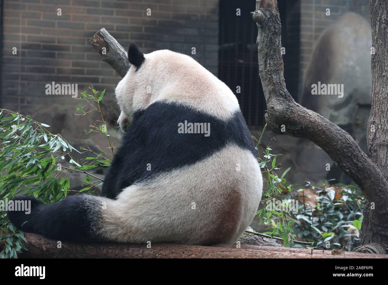 Giant panda brothers Chengjiu and Shuanghao eat bamboos and relax at ...