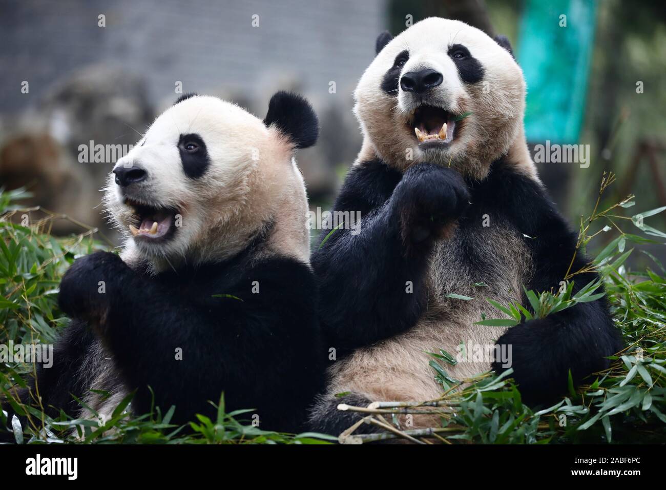 Giant panda brothers Chengjiu and Shuanghao eat bamboos and relax at ...