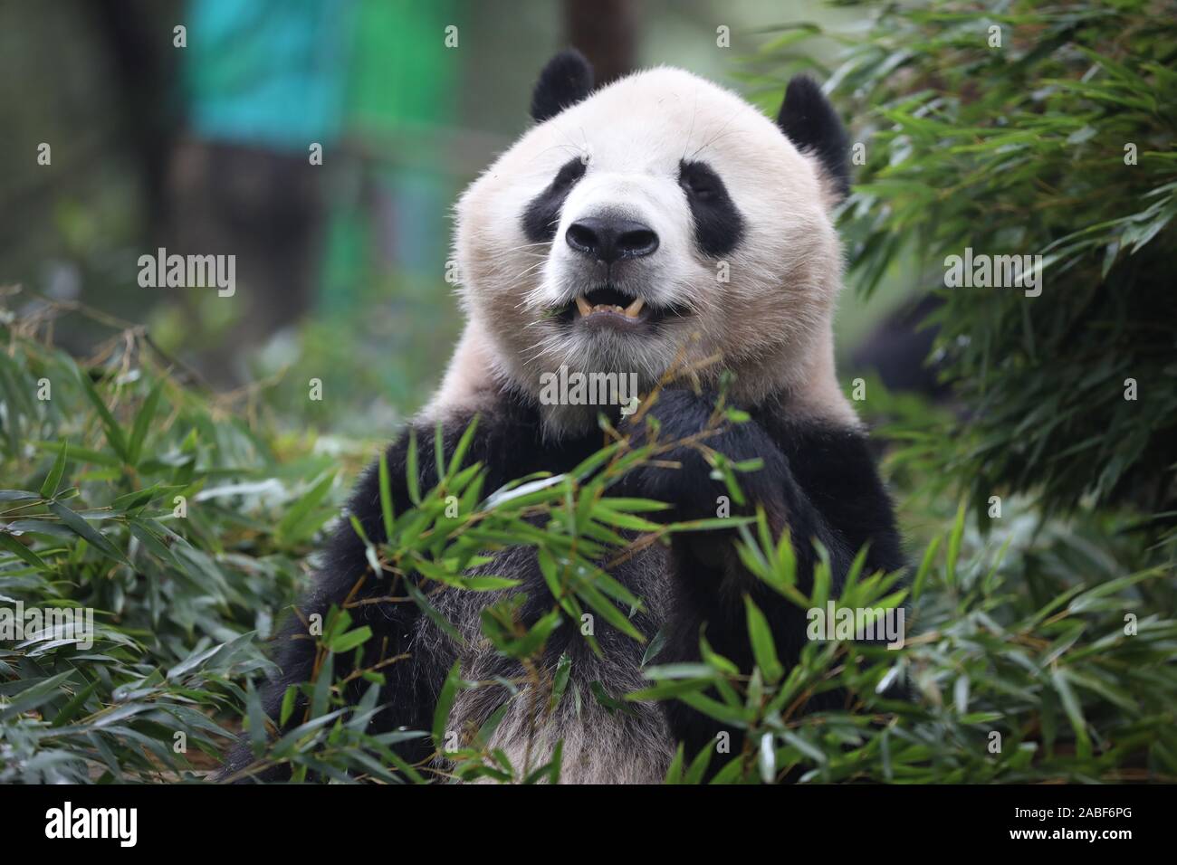 Giant panda brothers Chengjiu and Shuanghao eat bamboos and relax at ...