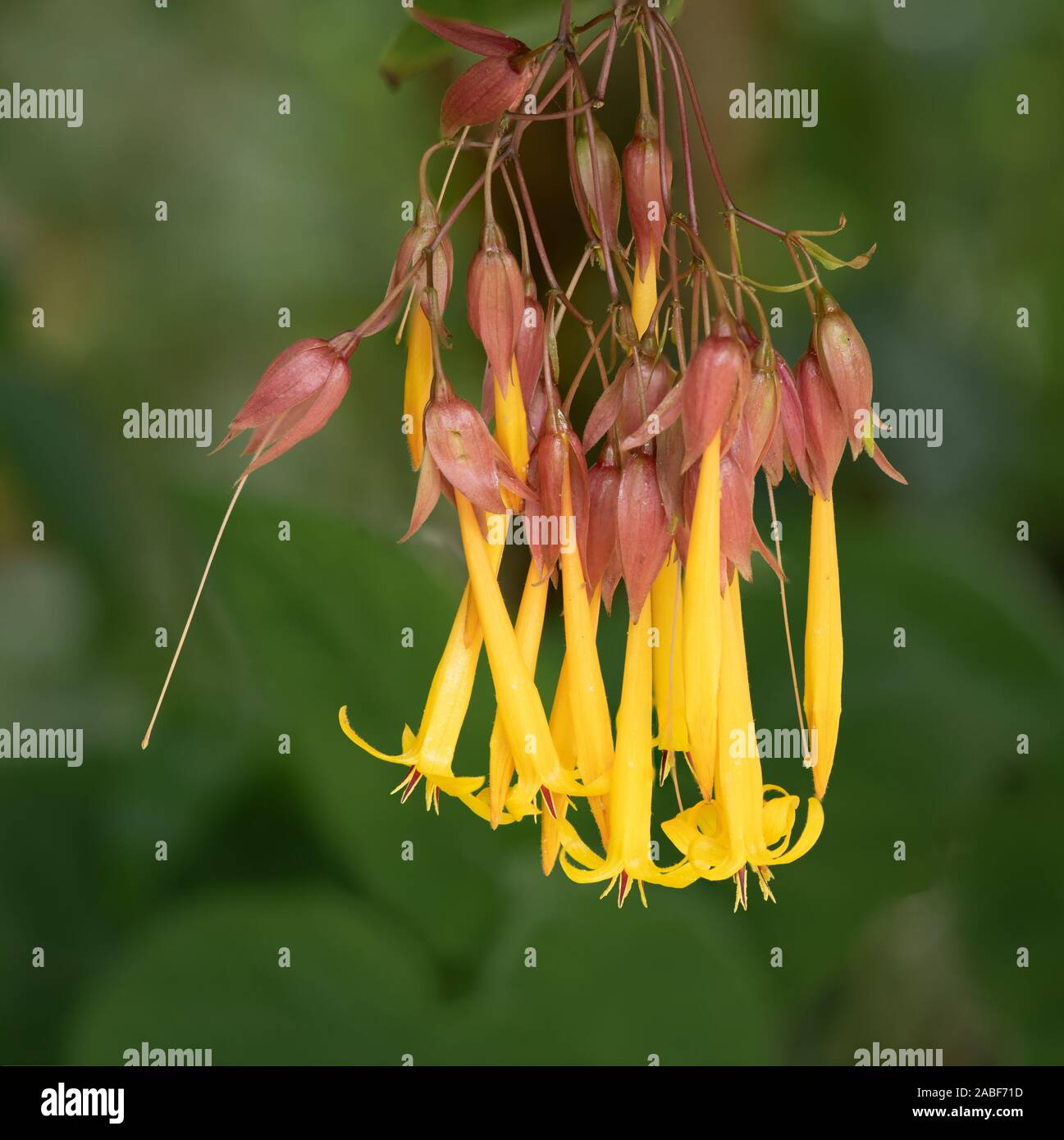 Fuchsia fuchsia triphylla hi-res stock photography and images - Alamy