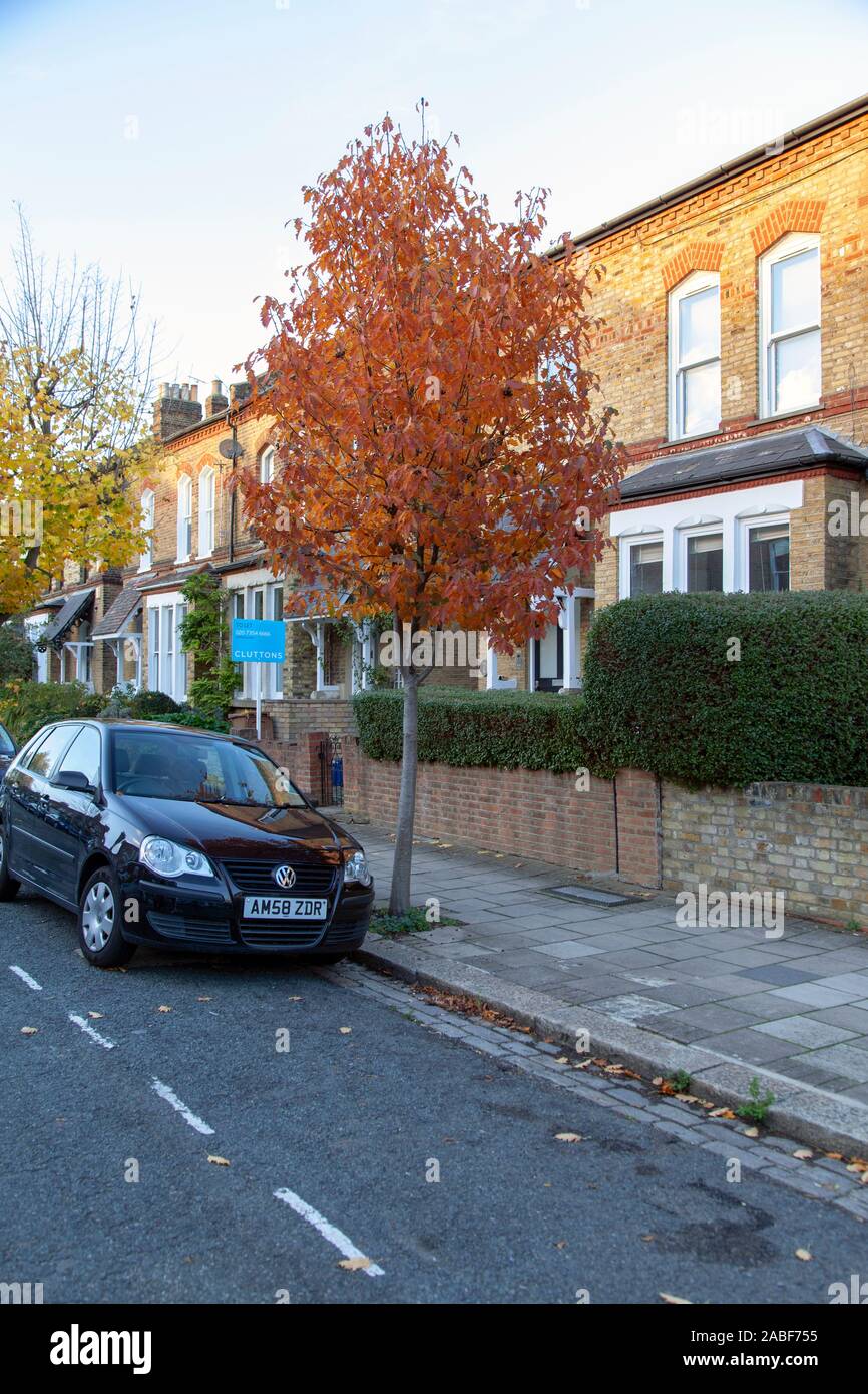 Fine autumn colour of a Wild Service Tree (Sorbus torminalis) street ...