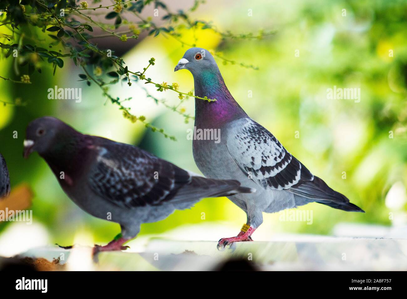 portrait of homing pigeon bird in green park Stock Photo - Alamy