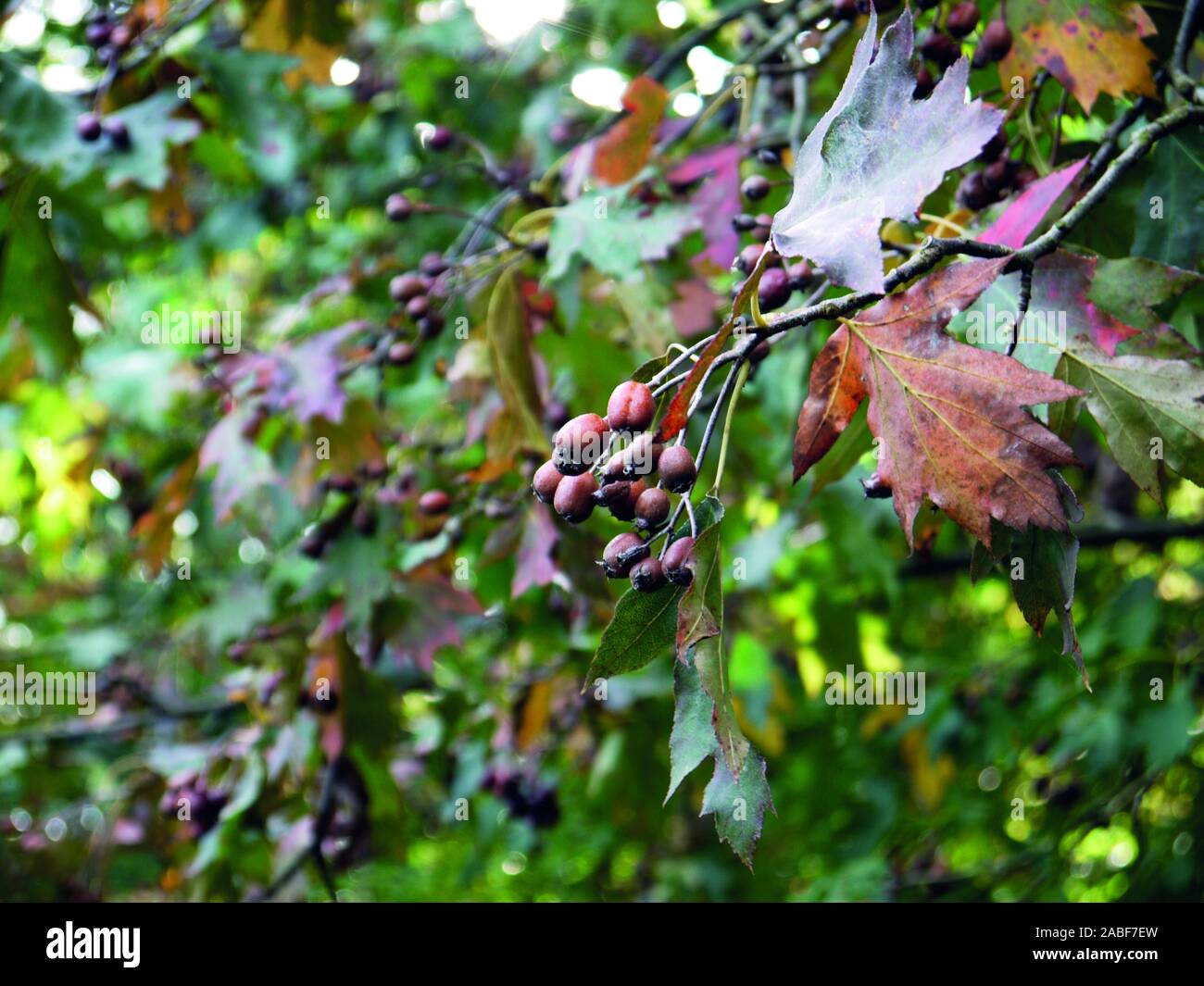 Ripe berries and autumnal leaves of Wild Service Tree (Sorbus ...