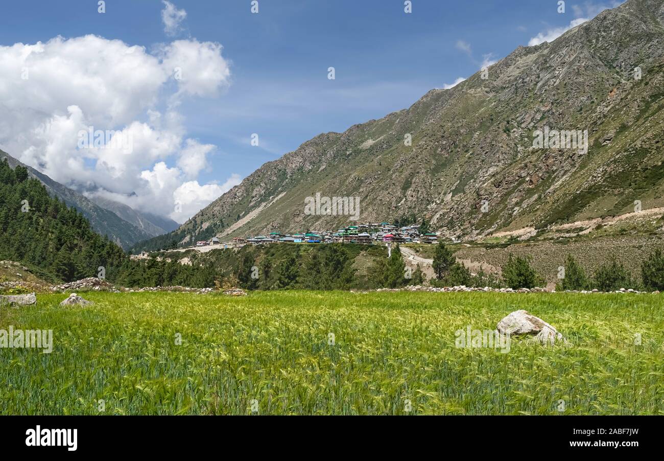Chitkul, Himachal Pradesh, India. A field of wheat flanked by pine ...