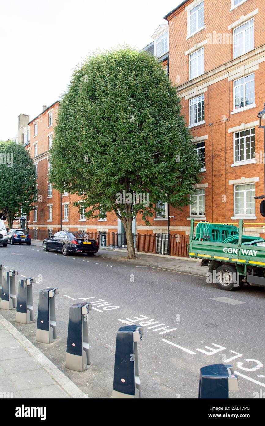 Green dome of a fastigiate cultivar of Bastard Service Tree (Sorbus x ...