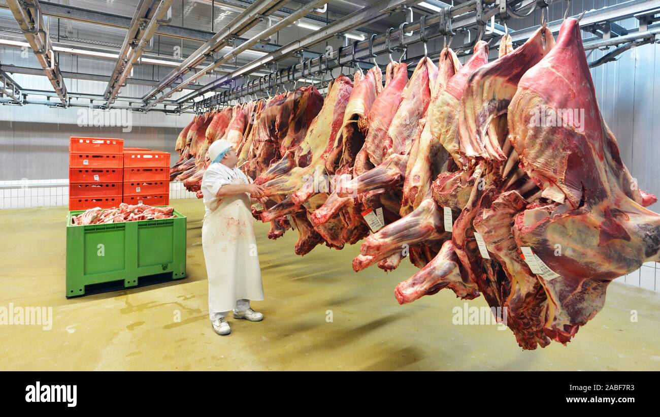 Slaughtering cow hi-res stock photography and images - Alamy