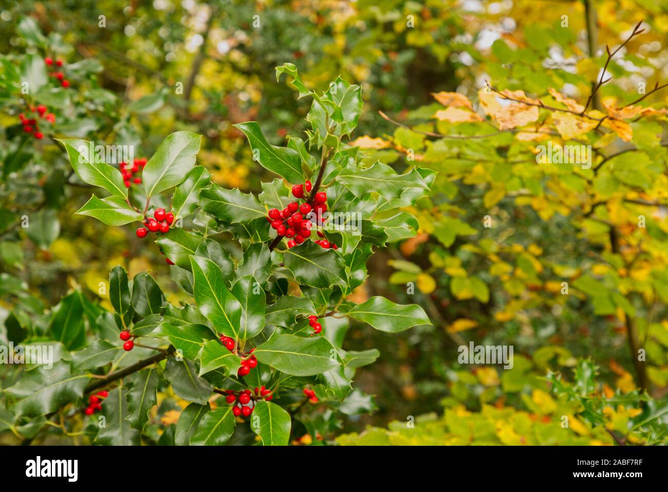 Holly vector hi-res stock photography and images - Alamy