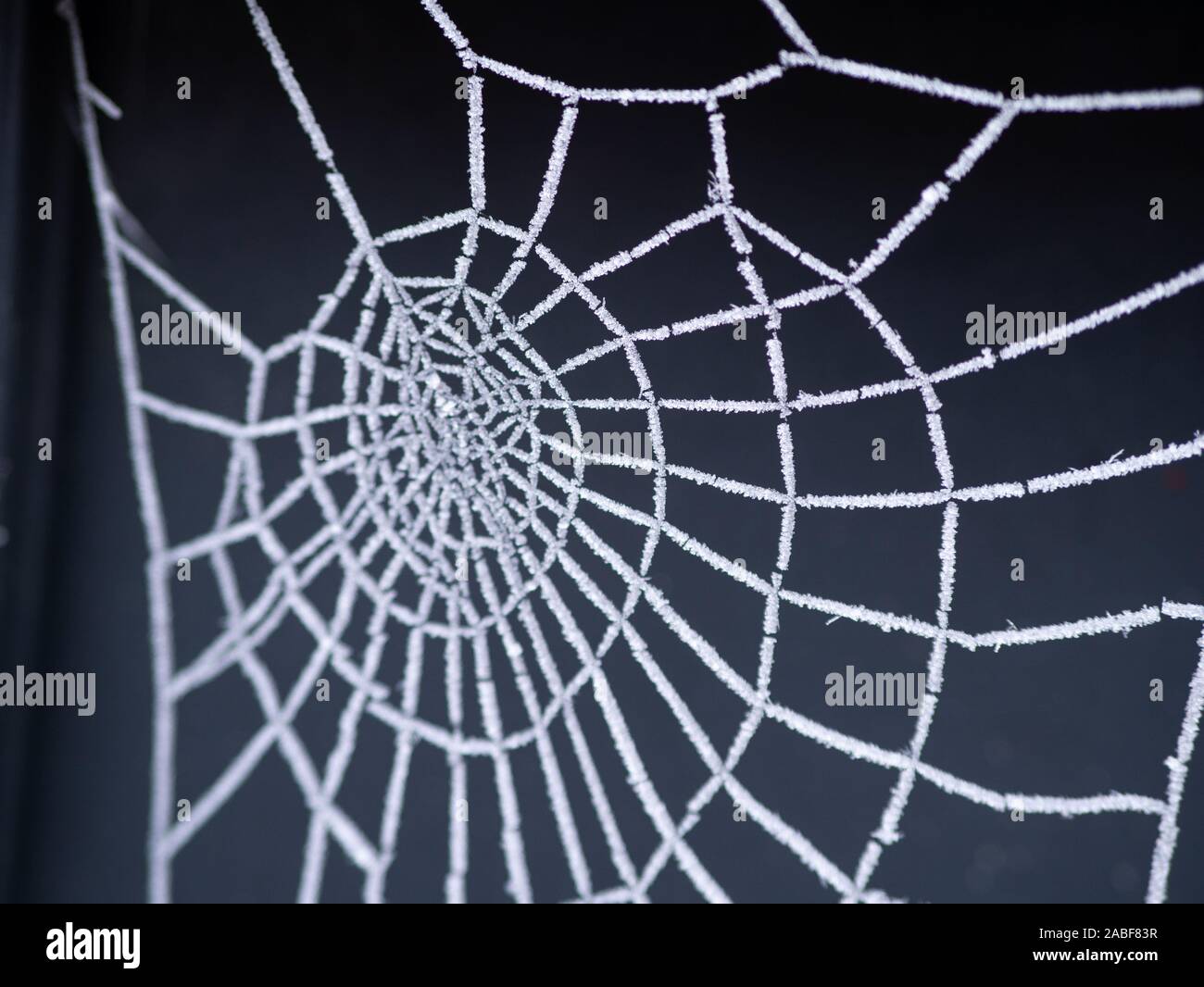 Frost on spider web hi-res stock photography and images - Alamy