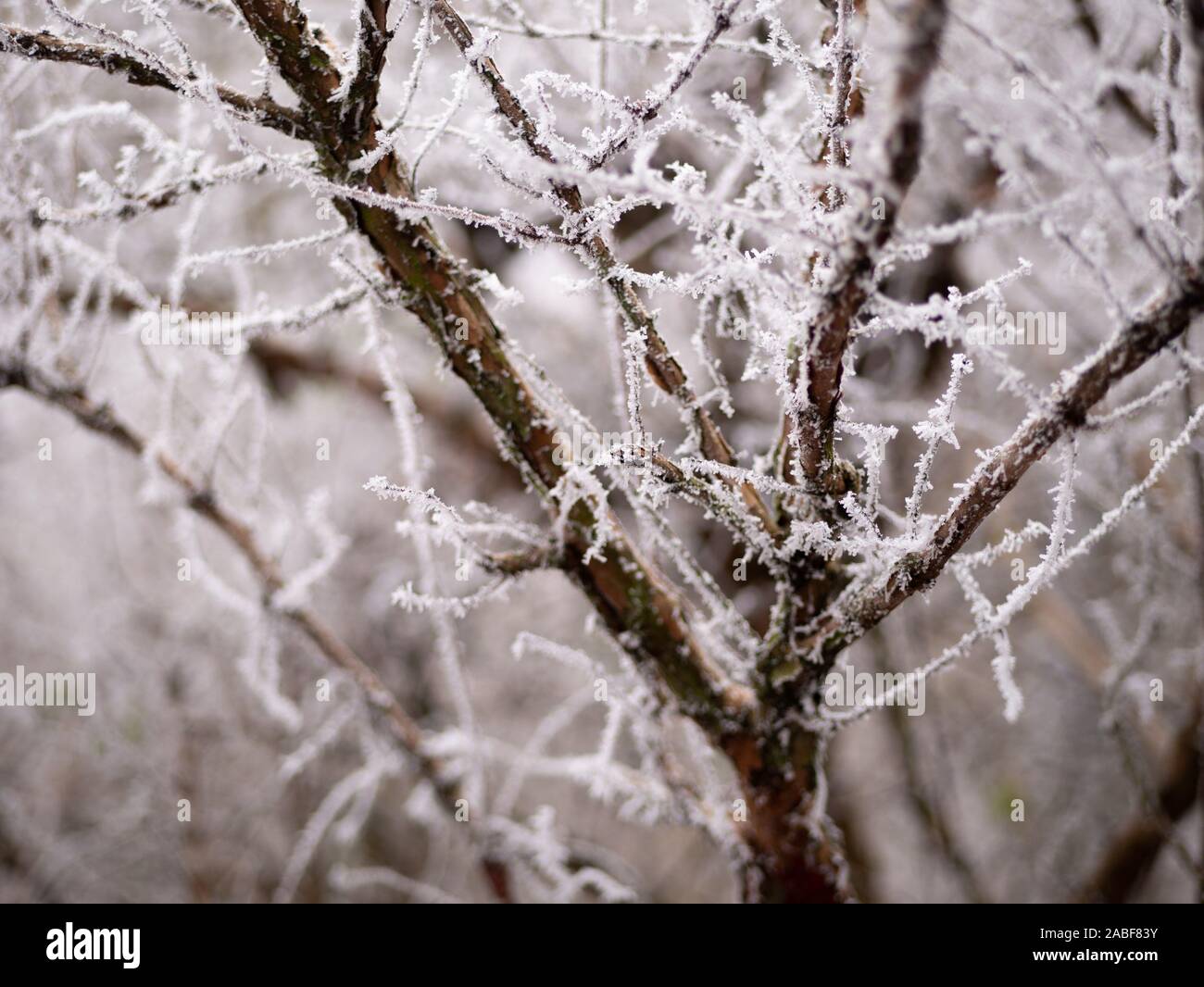 frost gathered on tree branches in cold winter frozen Stock Photo - Alamy